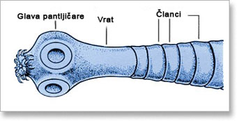 Pantljičara